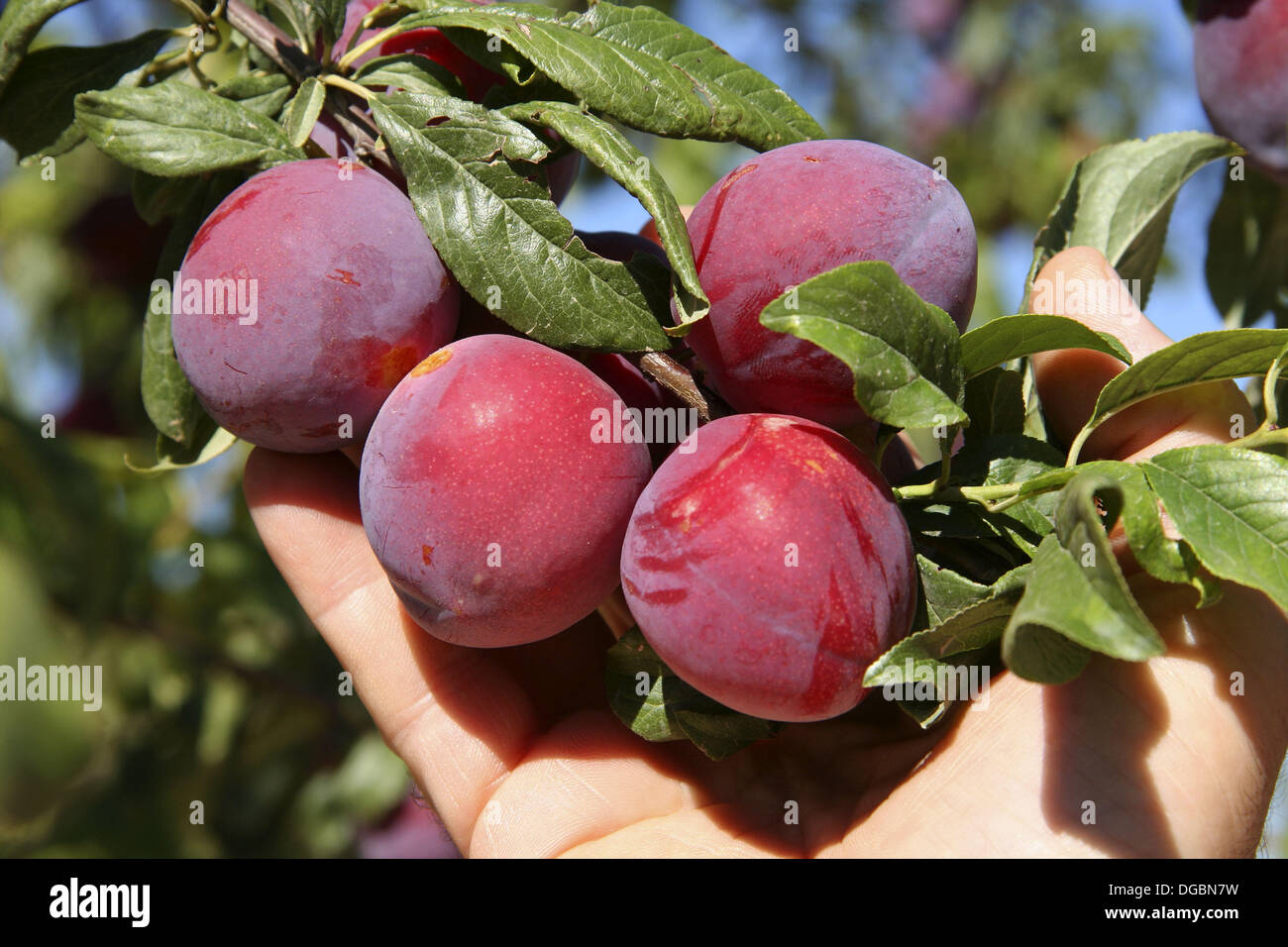 Plum tree hand pick hi-res stock photography and images - Alamy