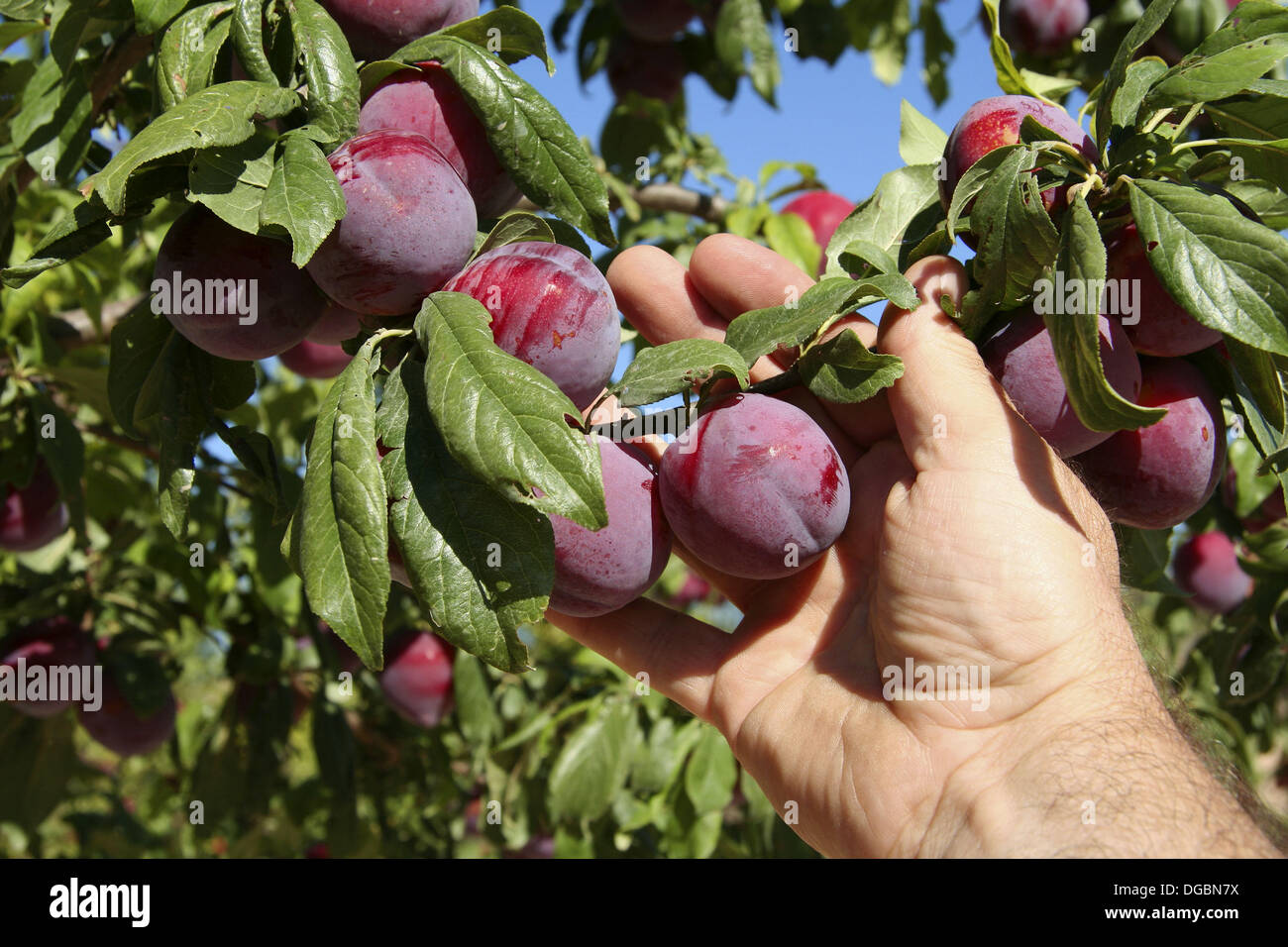 Plum tree hand pick hi-res stock photography and images - Alamy