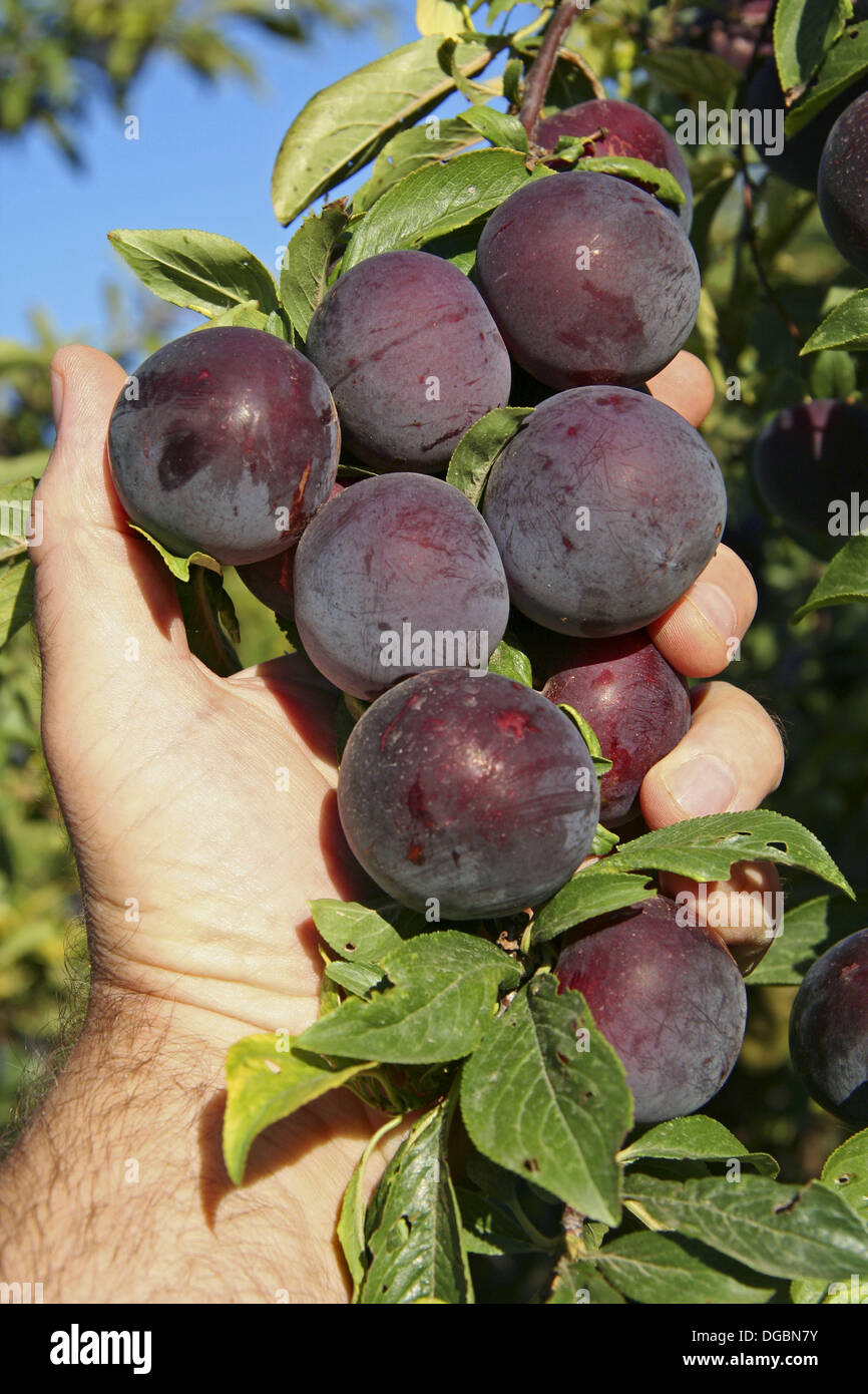Plum tree hand pick hi-res stock photography and images - Alamy