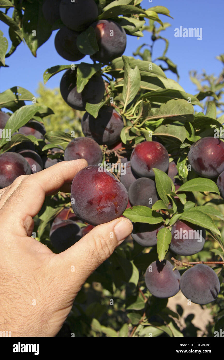 Plum tree hand pick hi-res stock photography and images - Alamy