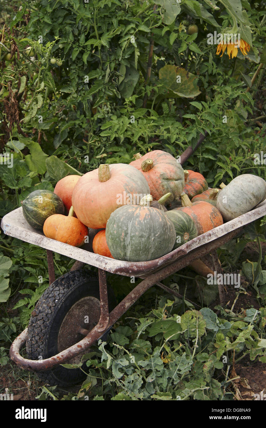 Barrow full of pumpkins hi-res stock photography and images - Alamy