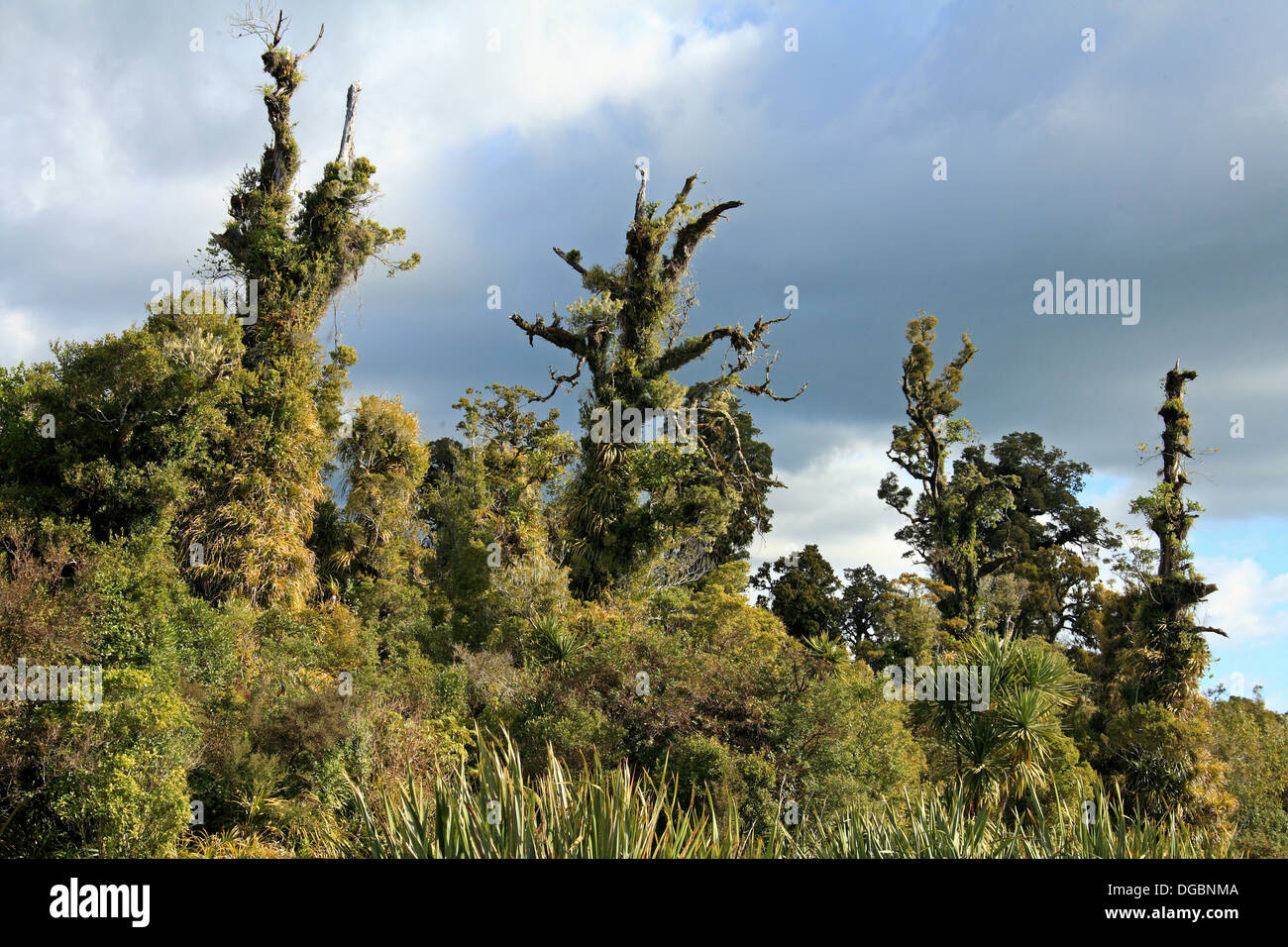 Native forest, New Zealand Stock Photo - Alamy