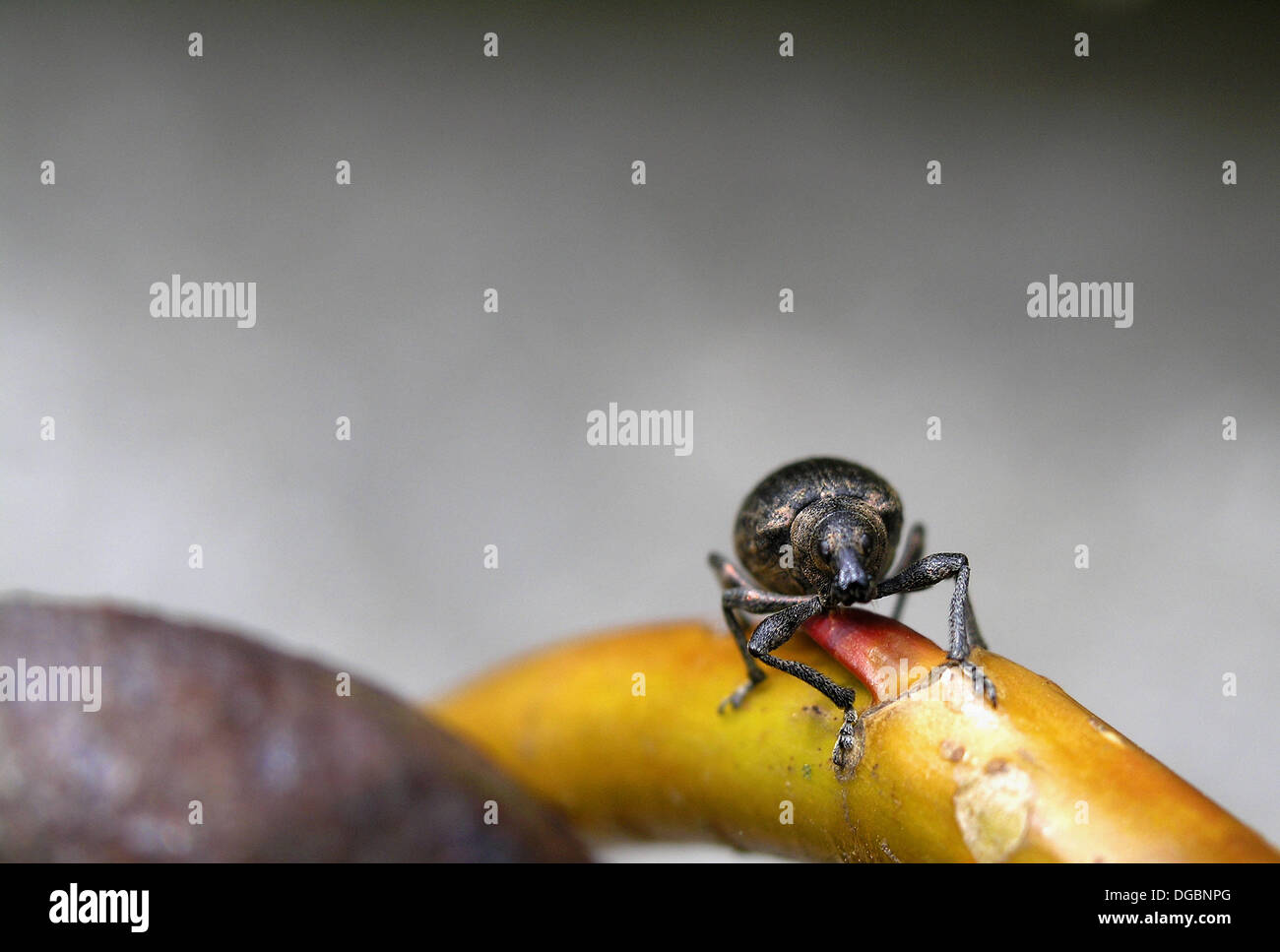 Vine weevil damage hi-res stock photography and images - Alamy