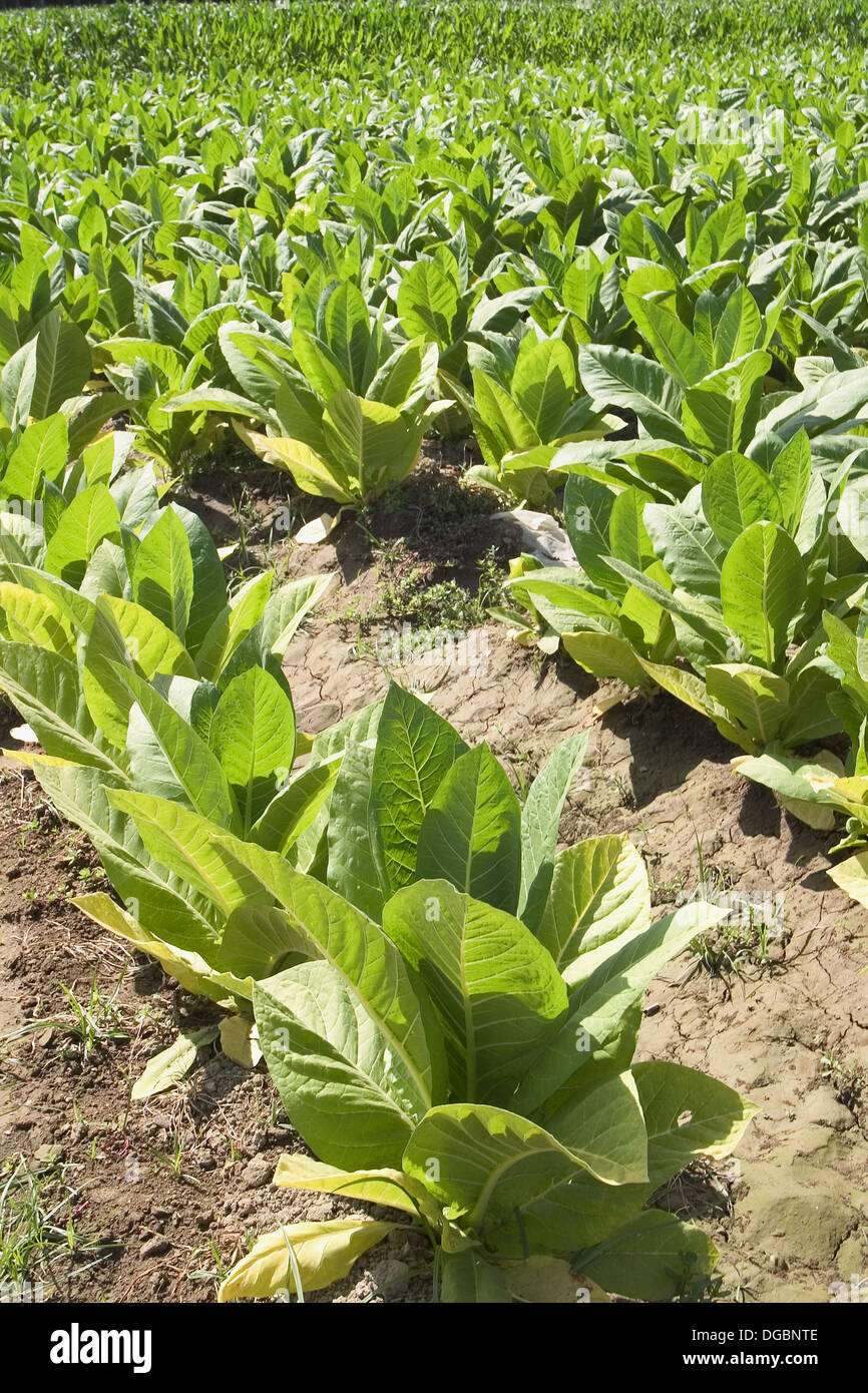 Tobacco plantation nicotiana hi-res stock photography and images - Alamy