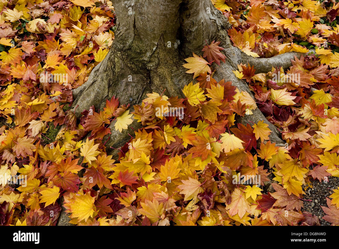 Lithia park in fall ashland hi-res stock photography and images - Alamy