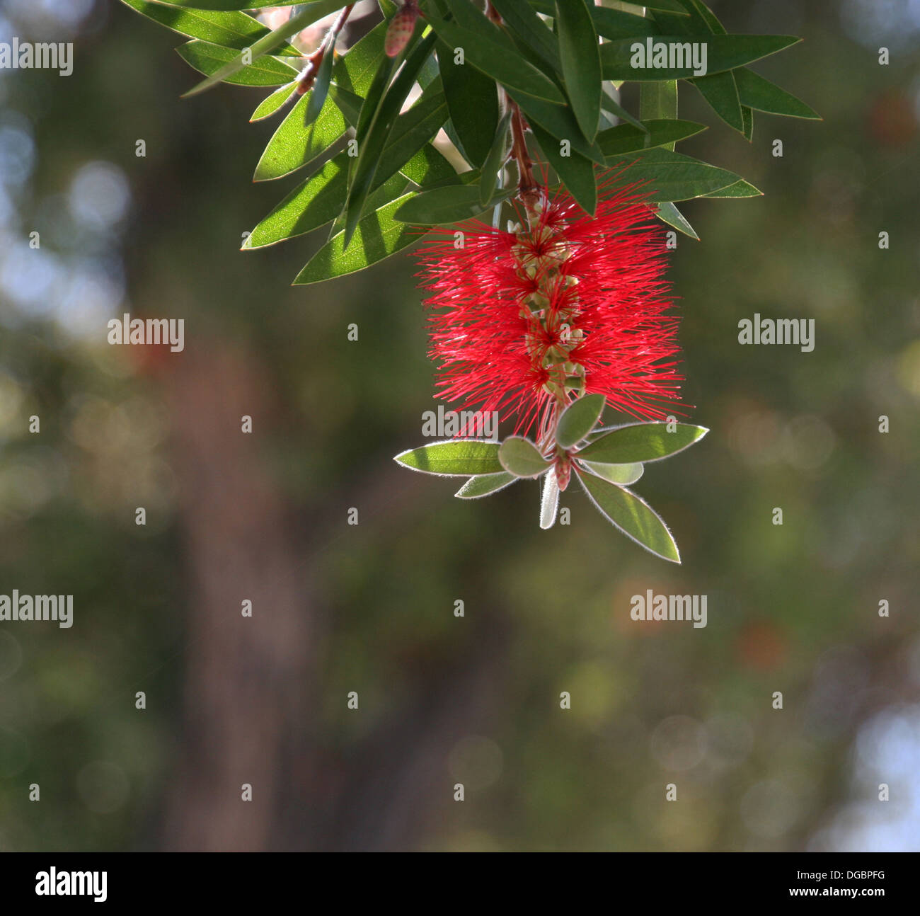 Australian bottle tree hi-res stock photography and images - Alamy