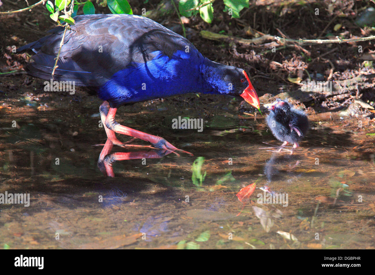 Pukeko chick hi-res stock photography and images - Alamy