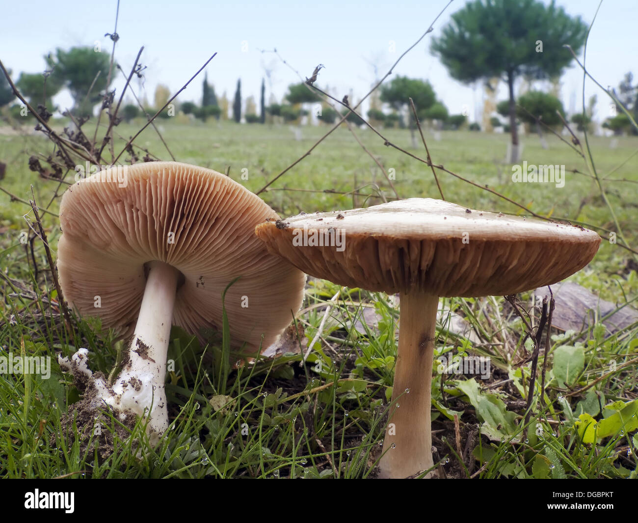 Gloiocephala hi-res stock photography and images - Alamy