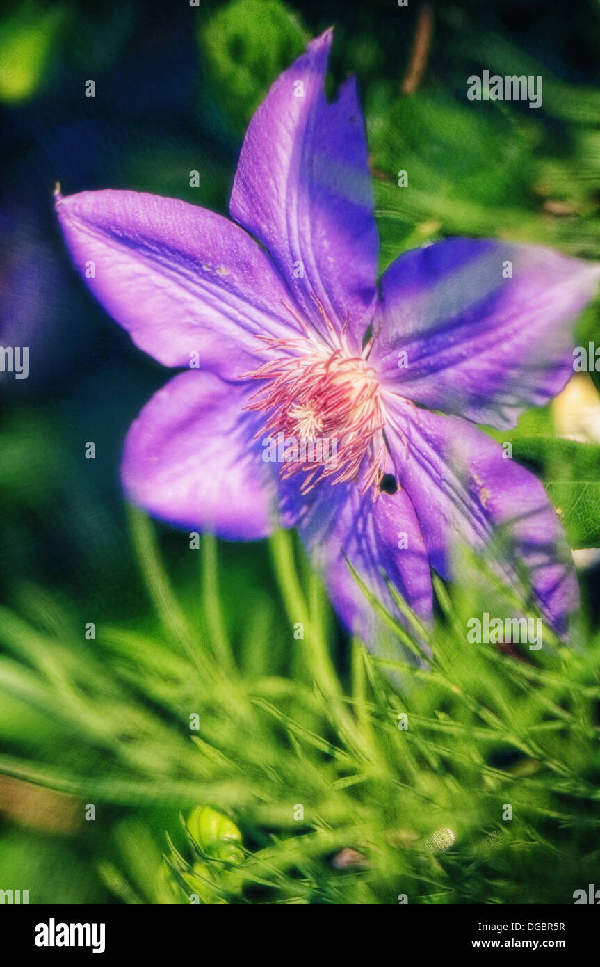 Blue violet clematis single hi-res stock photography and images - Alamy