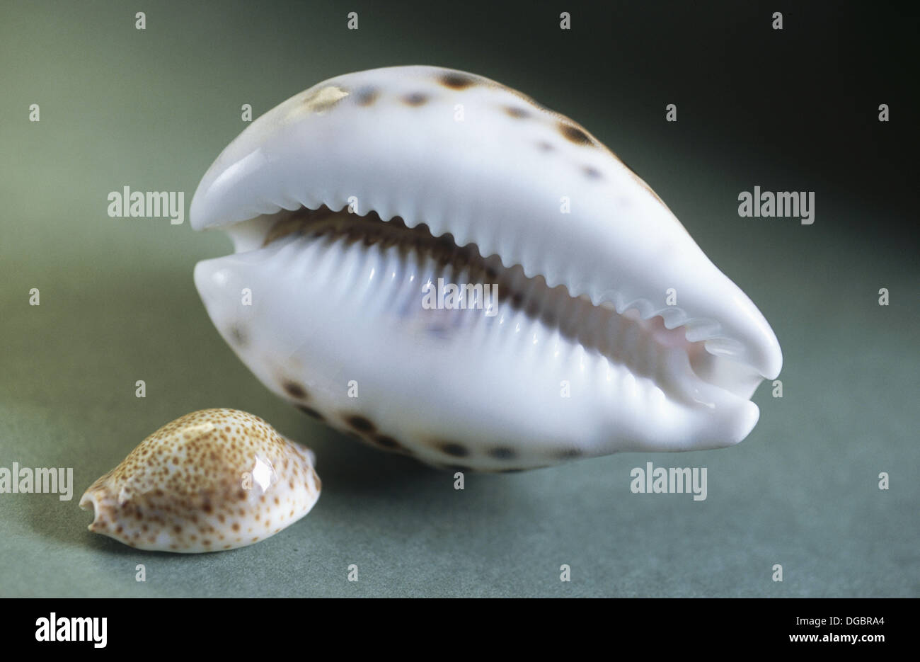 Used shells hi-res stock photography and images - Alamy