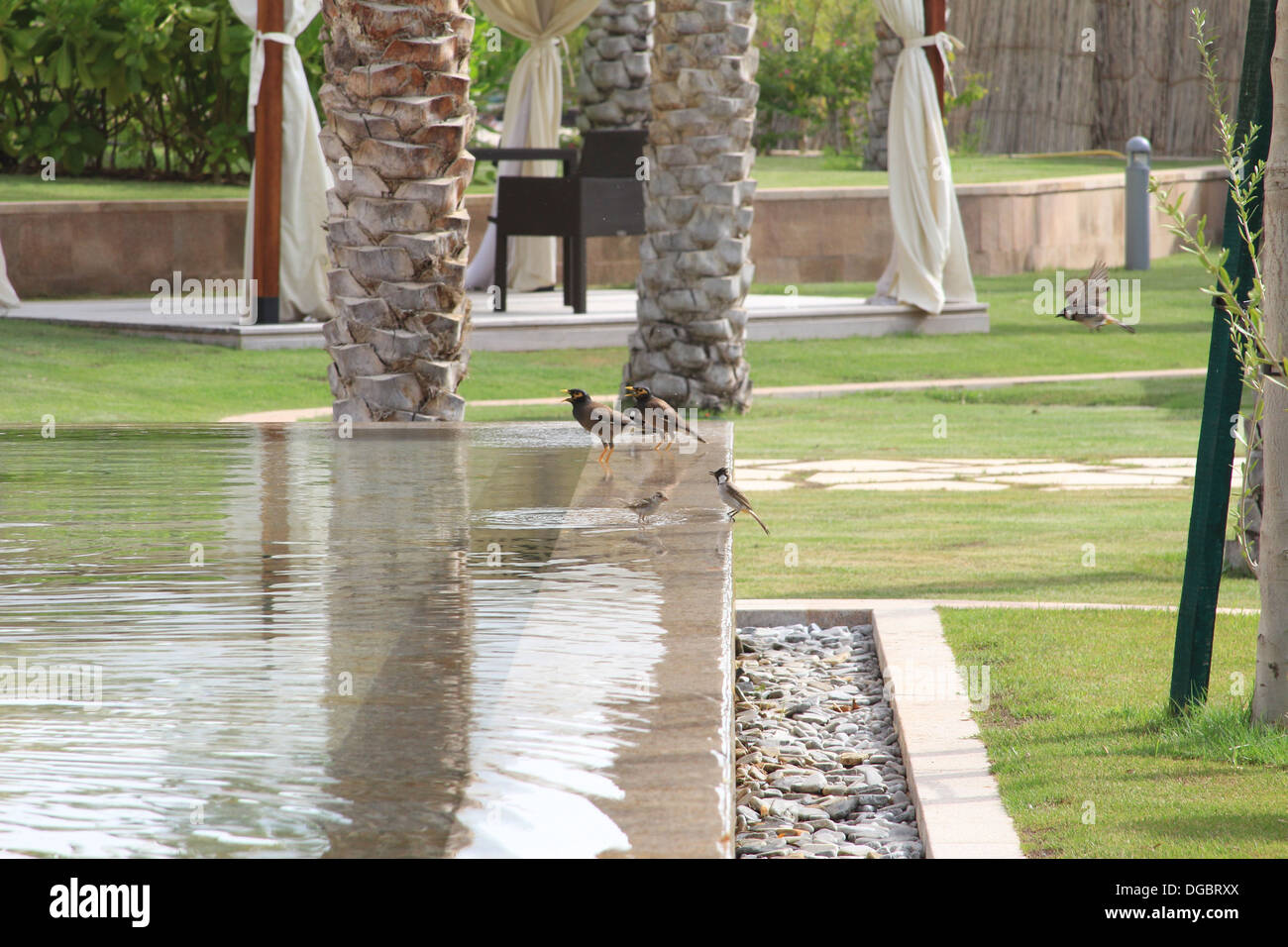 Birds on the side of a swimming pool Stock Photo - Alamy