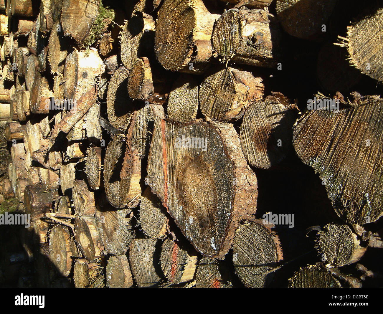 Logs cut for the papermill Stock Photo - Alamy