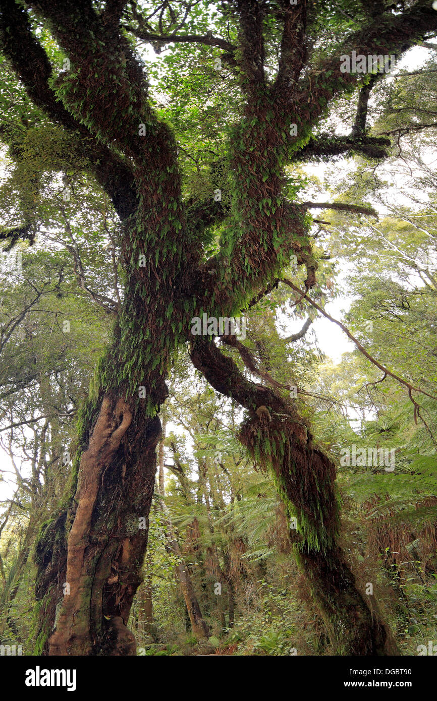 Ent tree hi-res stock photography and images - Alamy