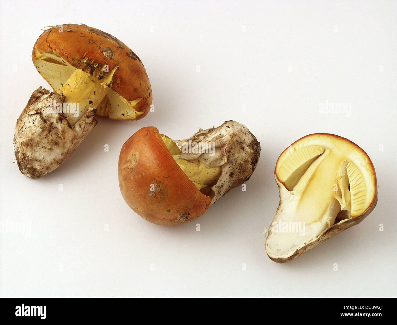 Caesar amanita hi-res stock photography and images - Alamy