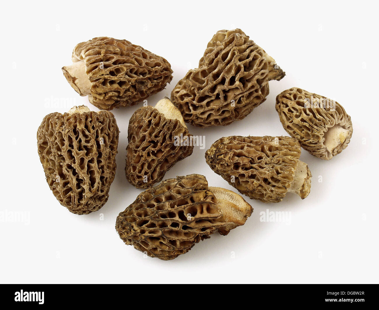 Morel morchella sp hi-res stock photography and images - Alamy