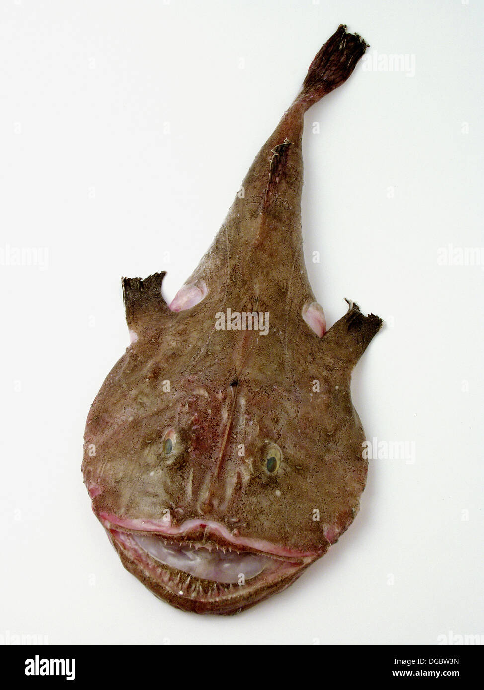 Monkfish detail hi-res stock photography and images - Alamy
