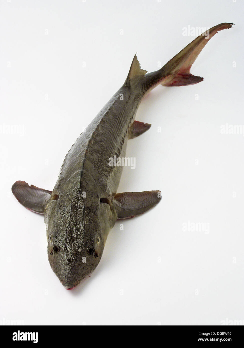 Sturgeon detail hi-res stock photography and images - Alamy