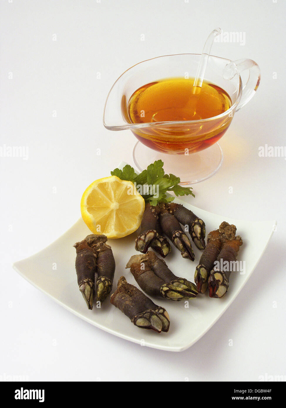 Leaf barnacles hi-res stock photography and images - Alamy