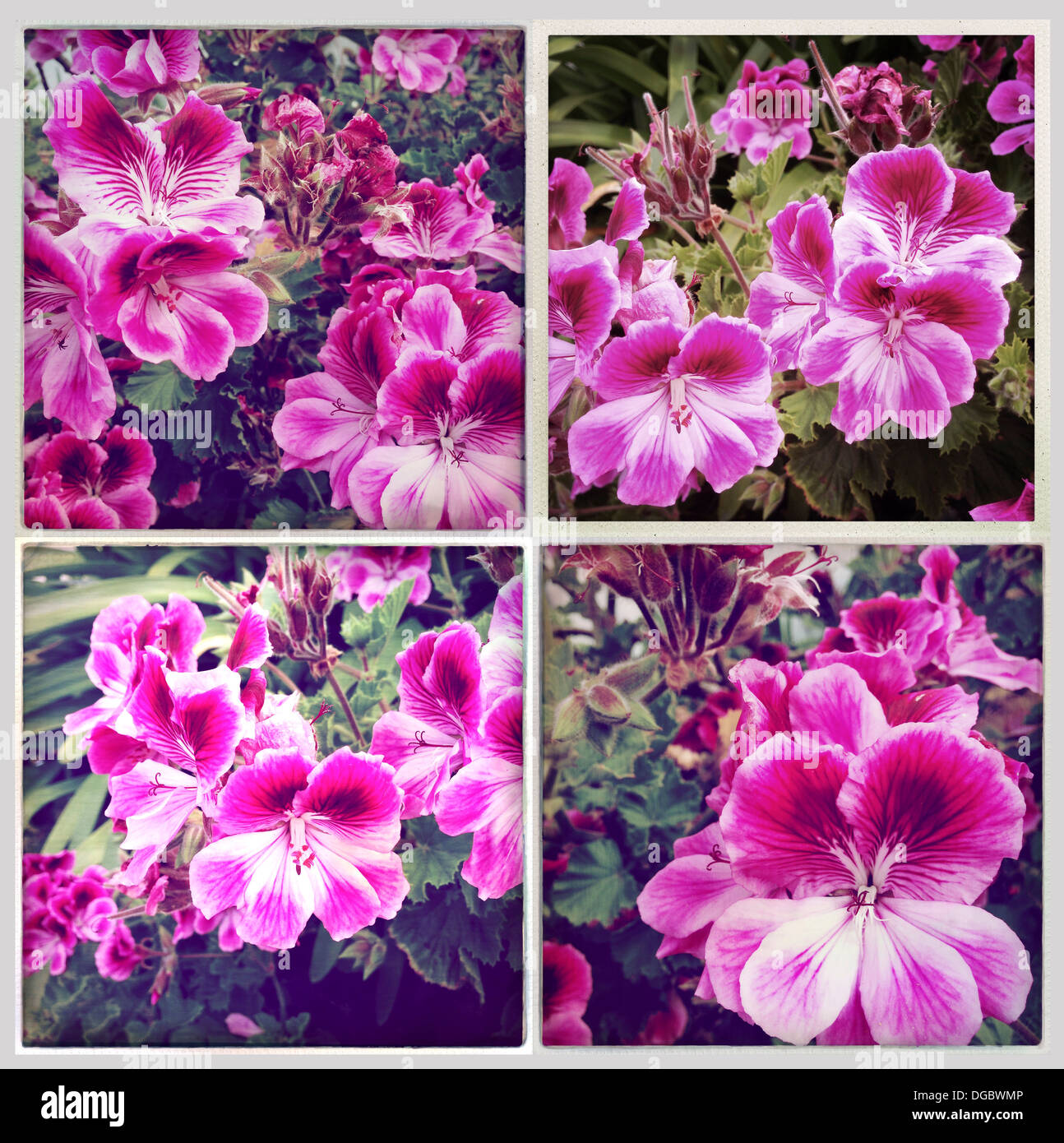 Four photos of pretty pink flowers Stock Photo - Alamy