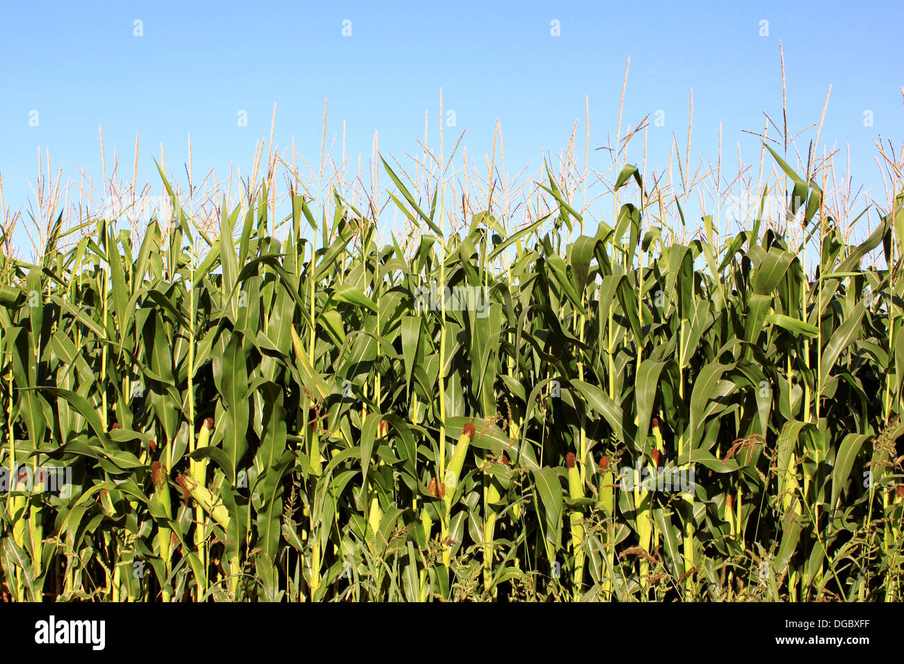 a corn field close up before the summer harvest Stock Photo - Alamy