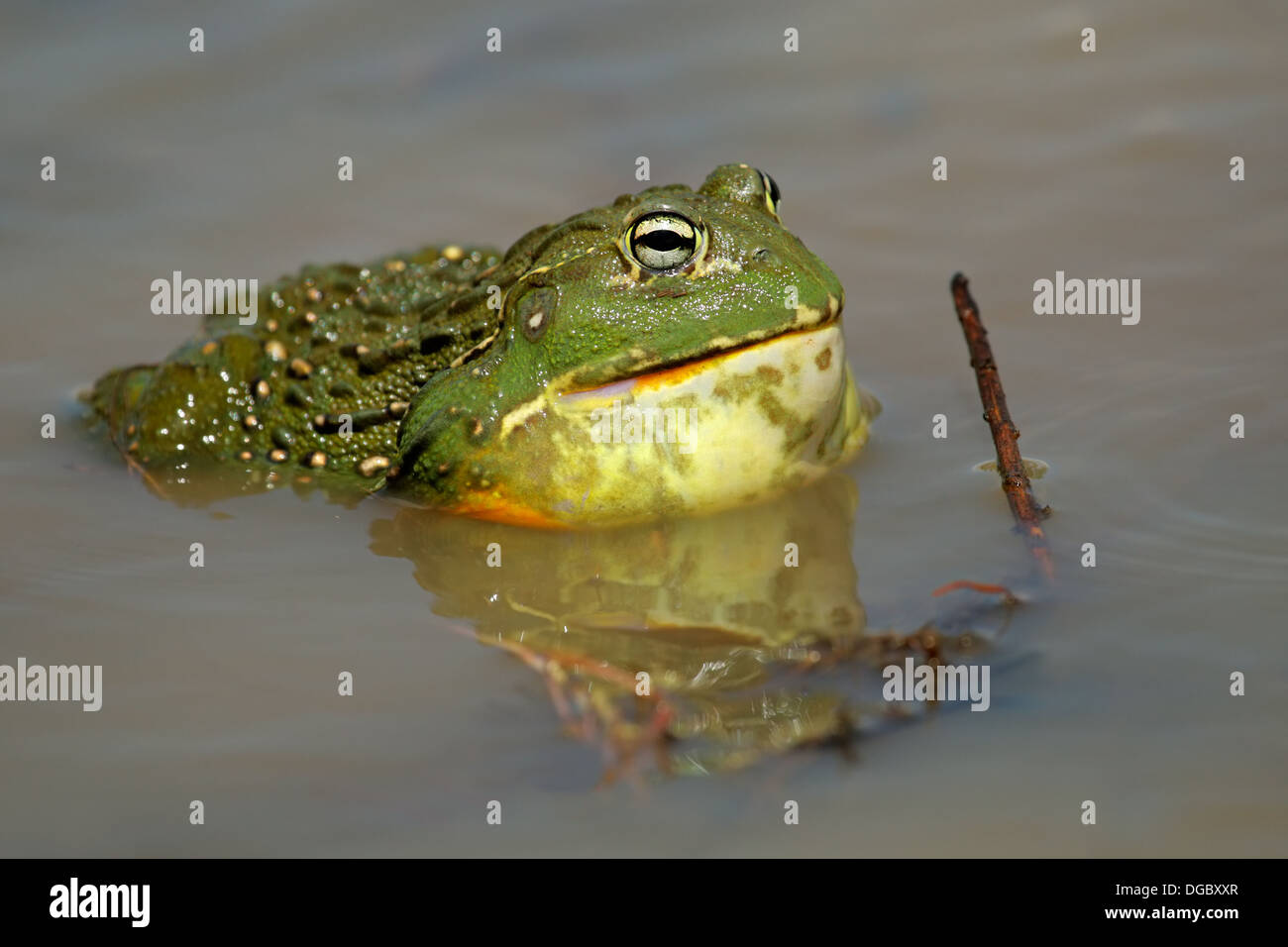 African bullfrog hi-res stock photography and images - Alamy