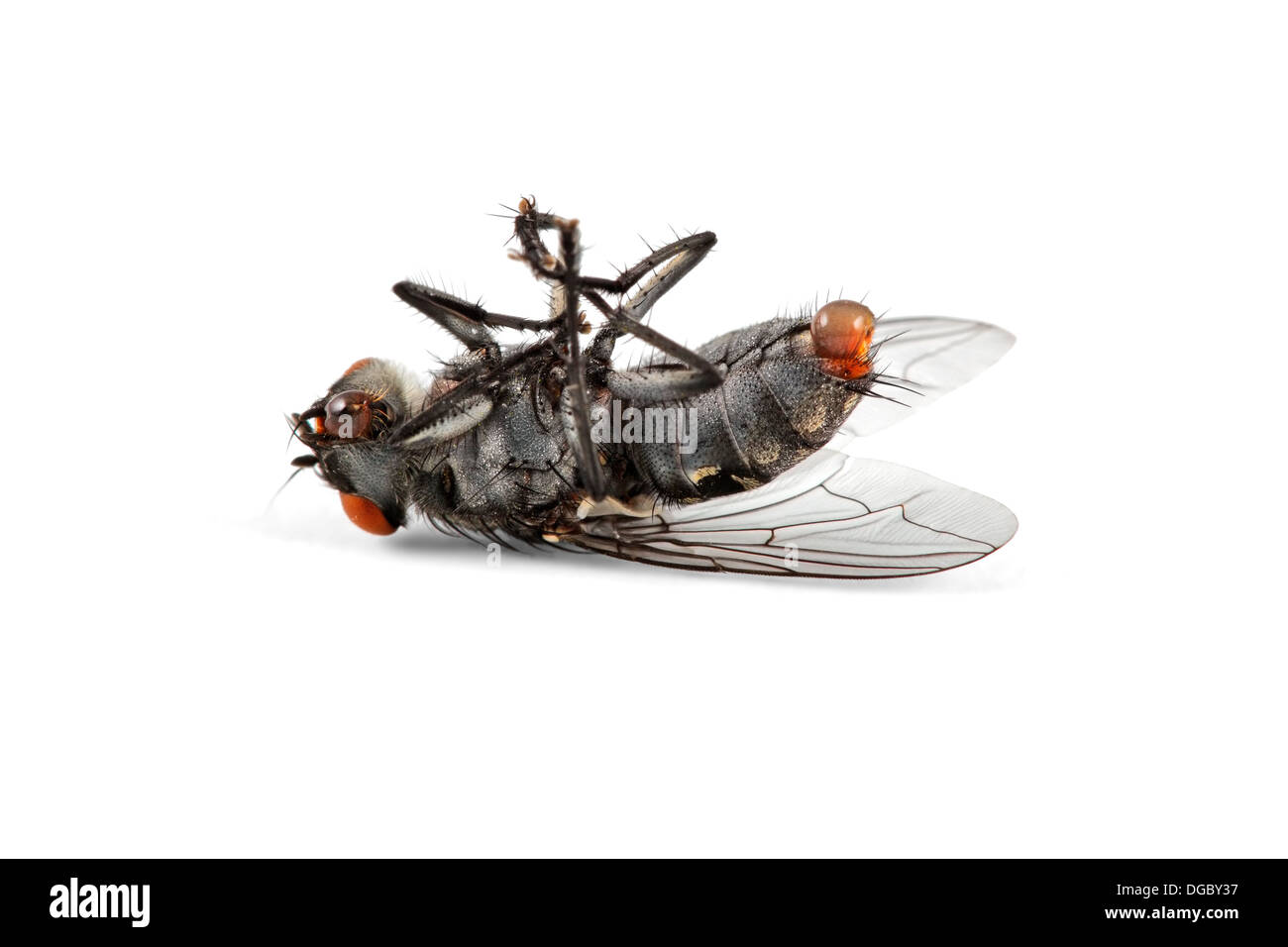 A dead house fly on white Stock Photo - Alamy