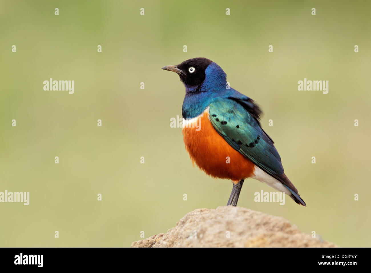 Colorful superb starling (Lamprotornis superbus), Kenya Stock Photo - Alamy