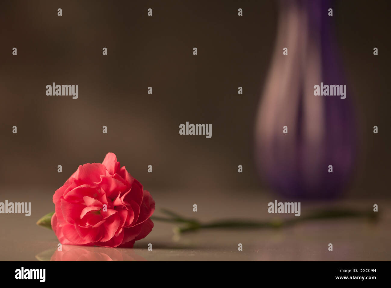 carnation and vase still life Stock Photo - Alamy