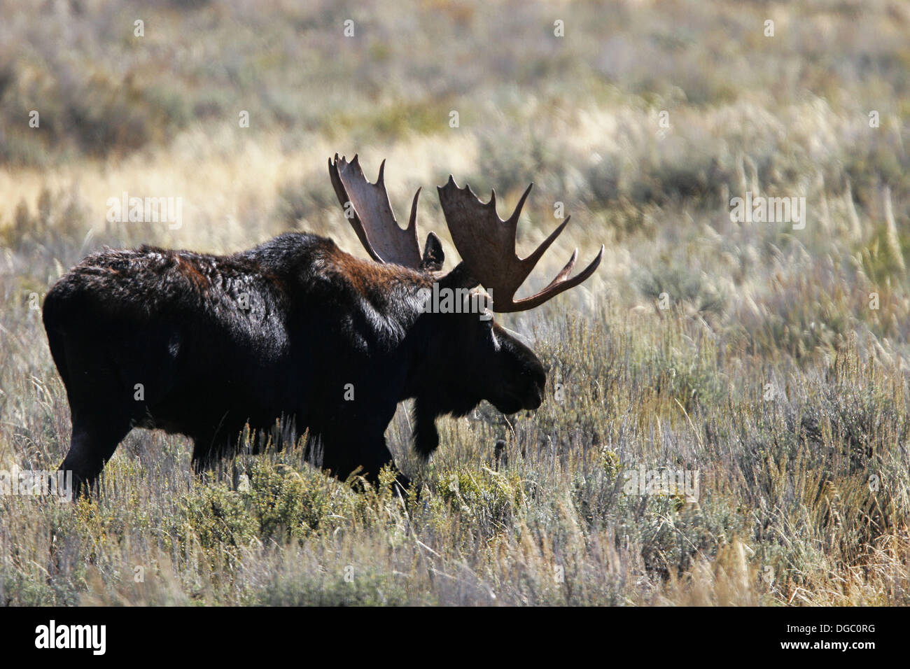 Bull Moose (Alces alces shirasi) in the Grand Teton National Park ...