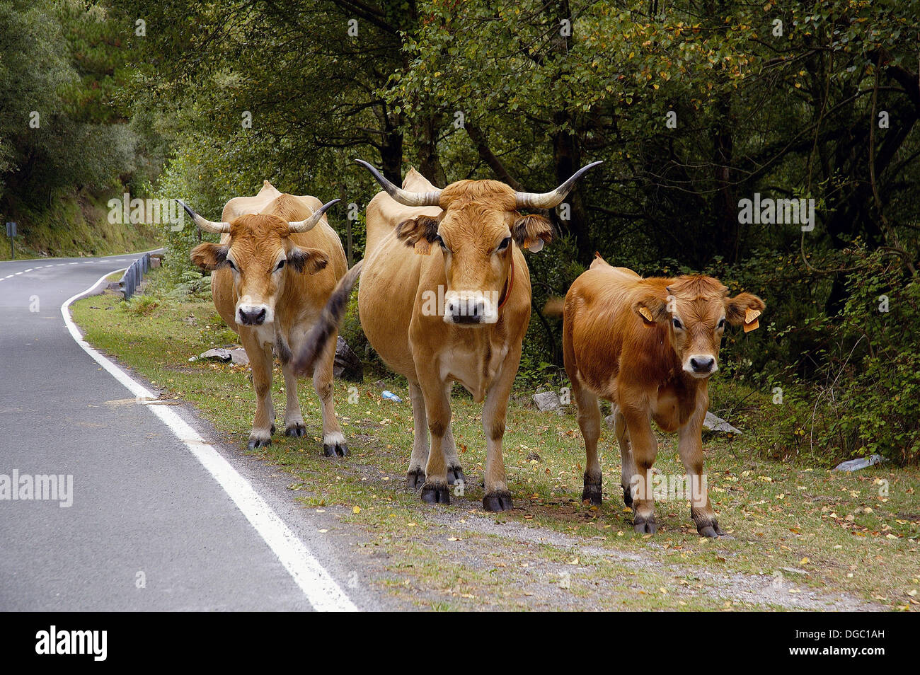 Cows on road asturias hi-res stock photography and images - Alamy