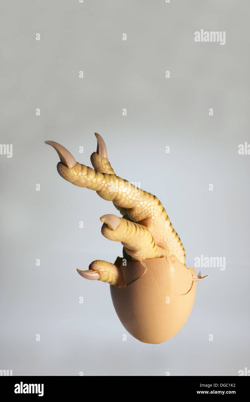 Chicken or egg concept hi-res stock photography and images - Alamy