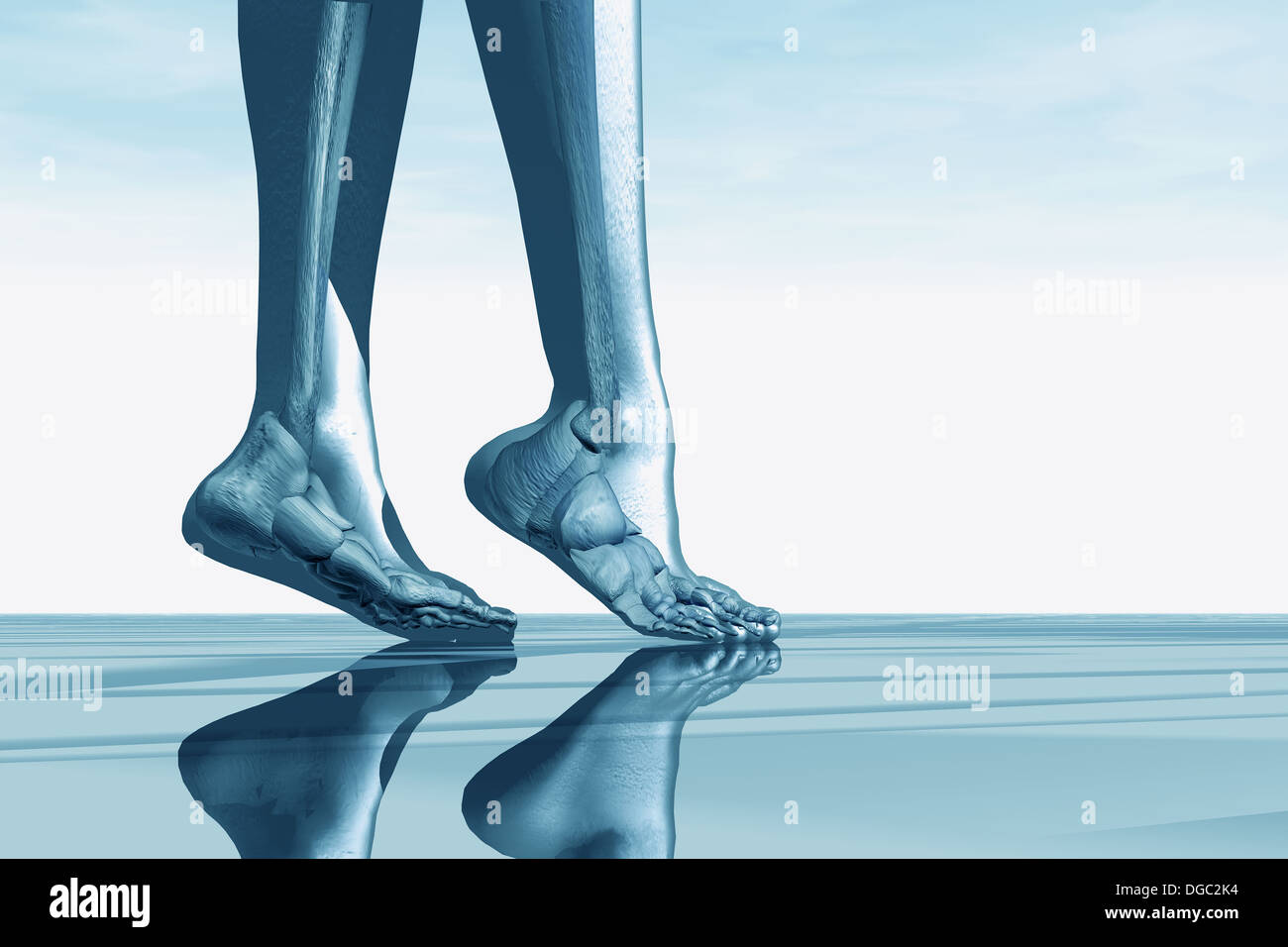 Anatomy bones feet hi-res stock photography and images - Alamy