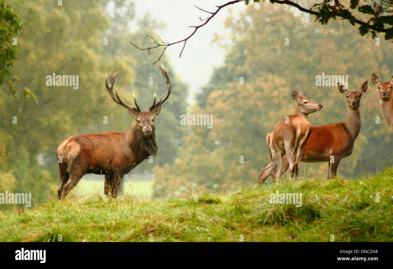 Chatsworth House Park Deer High Resolution Stock Photography and Images ...
