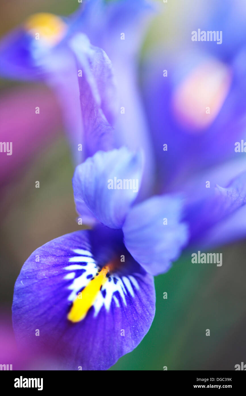 contemporary, free flowing purple iris Jane Ann Butler Photography ...