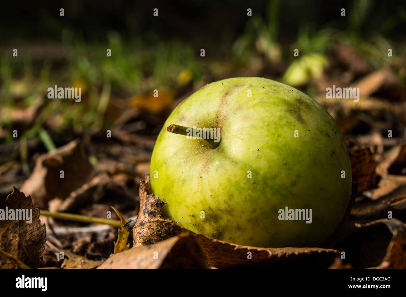 Malus domestica. Apple Stock Photo - Alamy