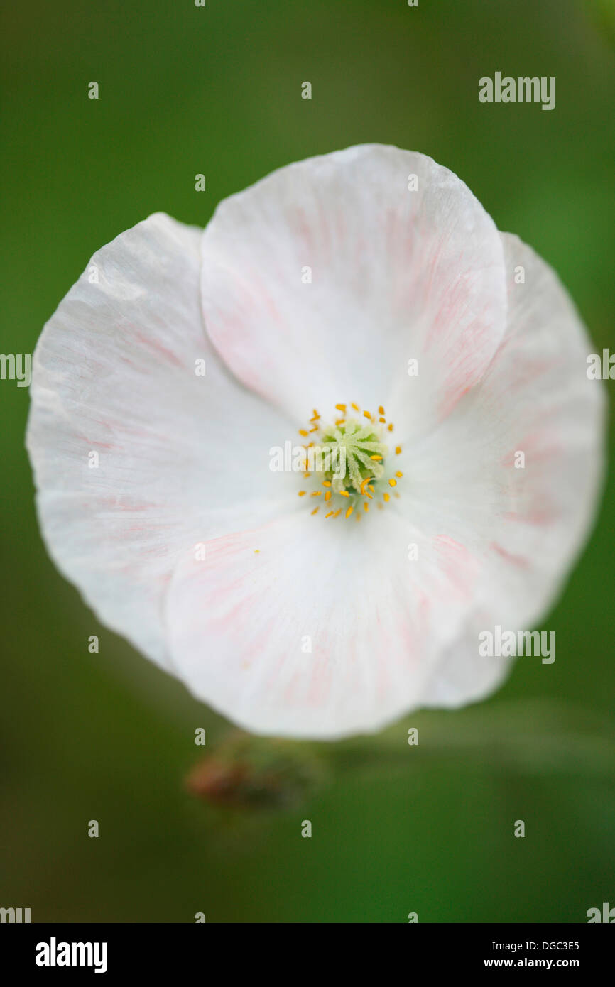 dainty white wild poppy a sweet summer flower Jane Ann Butler ...