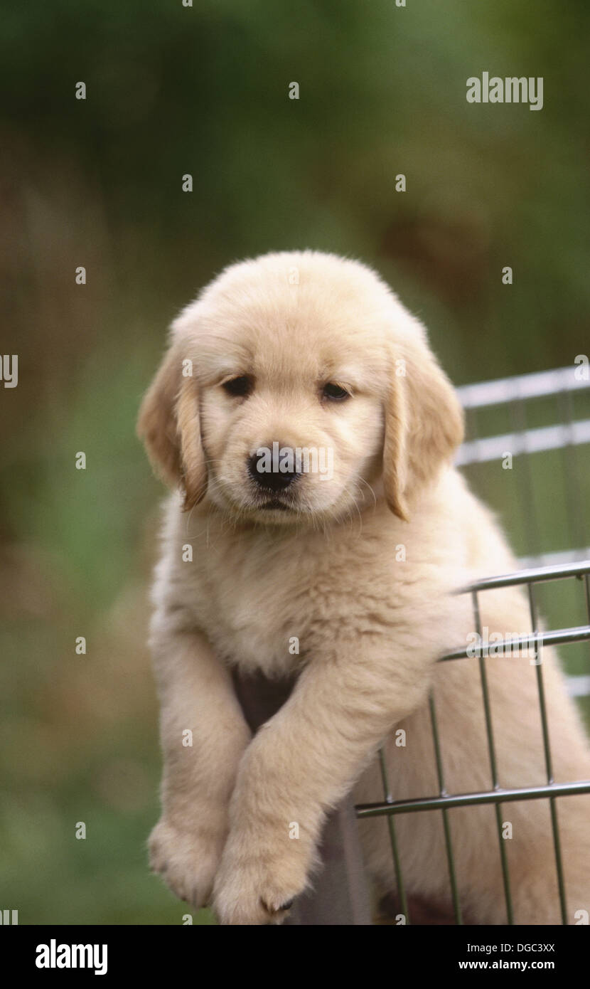 Trolley retriever hi-res stock photography and images - Alamy