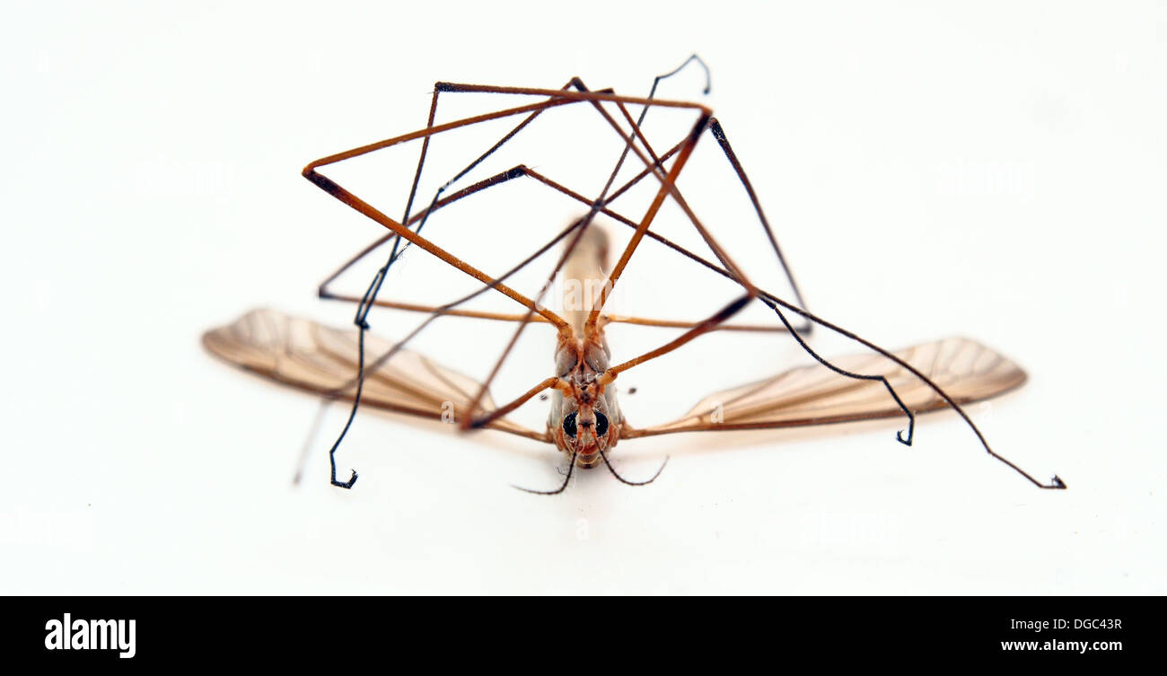 Dead Crane fly on its back Stock Photo - Alamy