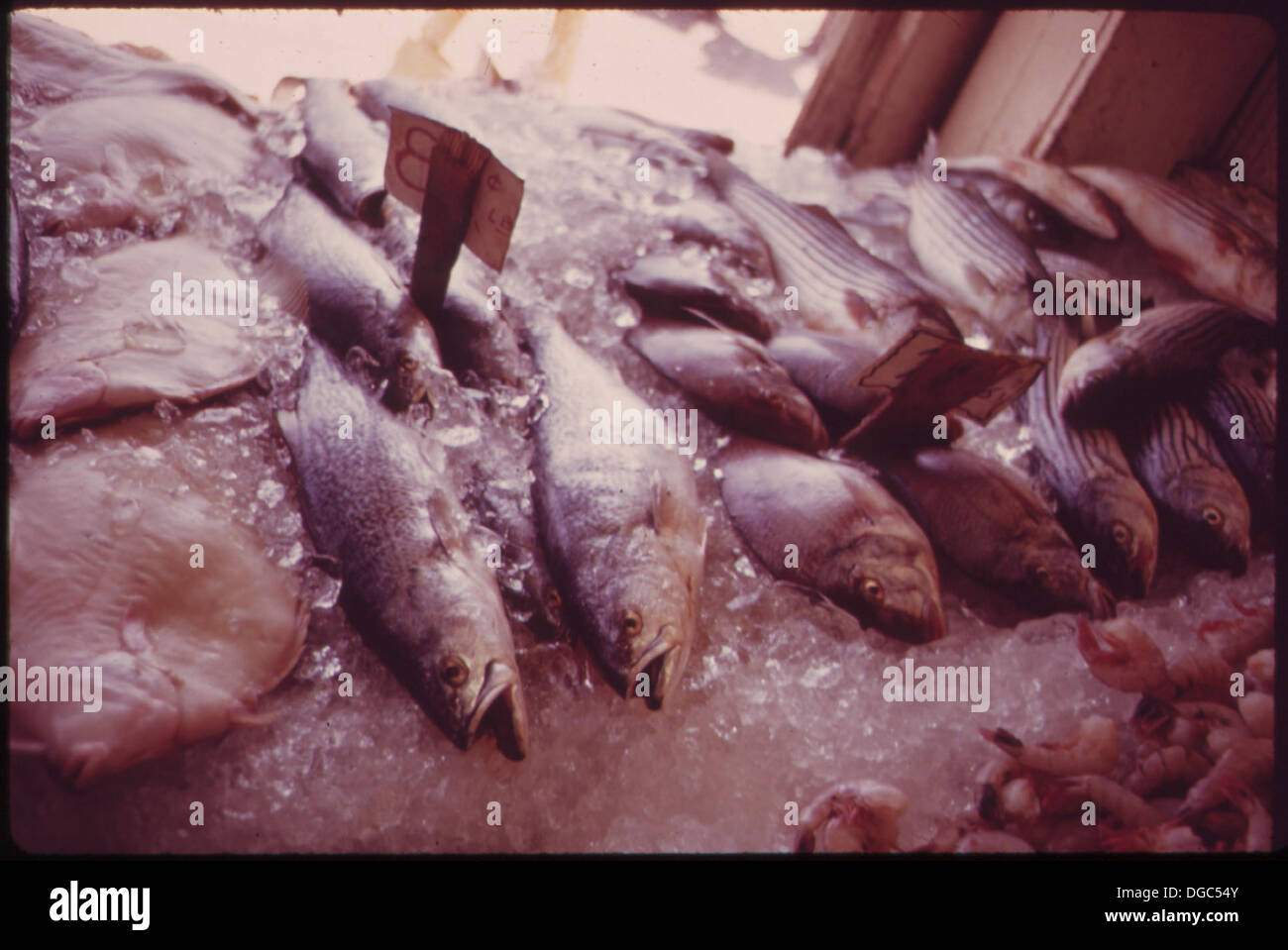 Fresh fish for sale in sheepshead bay hi-res stock photography and ...