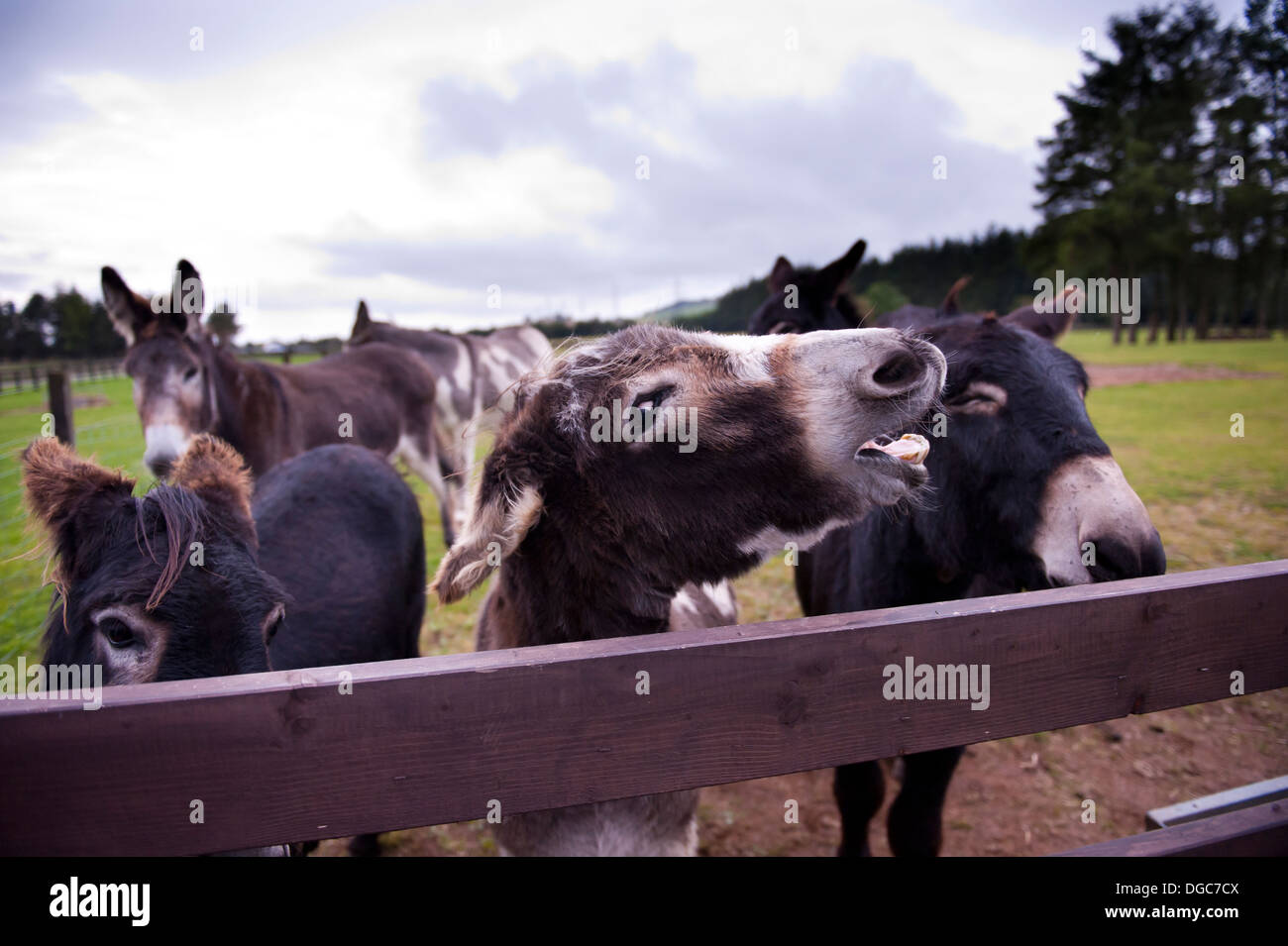 Braying donkey hi-res stock photography and images - Alamy