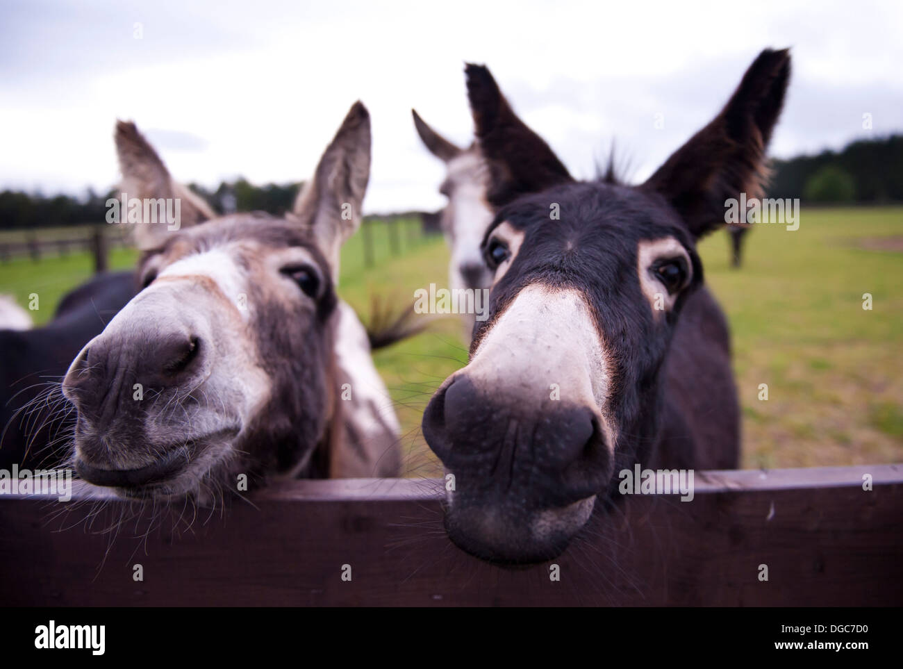 happy looking donkey at horse sanctuary Stock Photo - Alamy
