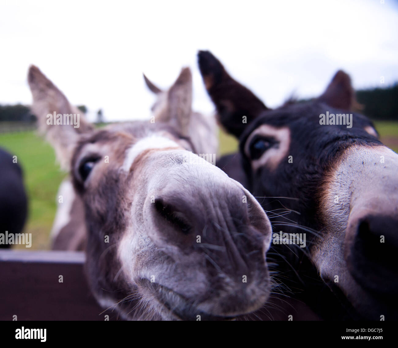 Donkey sanctuary hi-res stock photography and images - Alamy