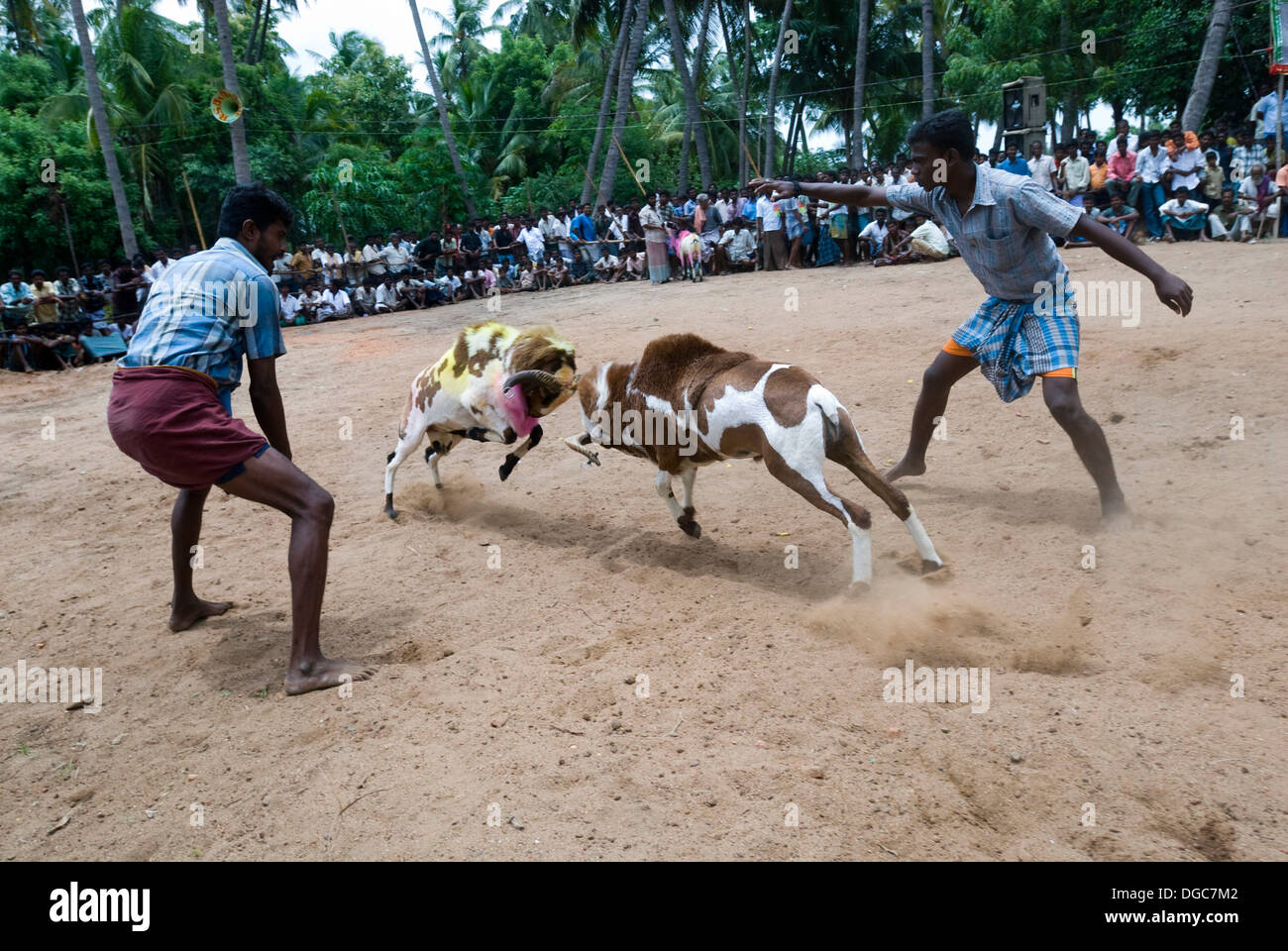 Goats fighting tamil nadu india hi-res stock photography and images - Alamy