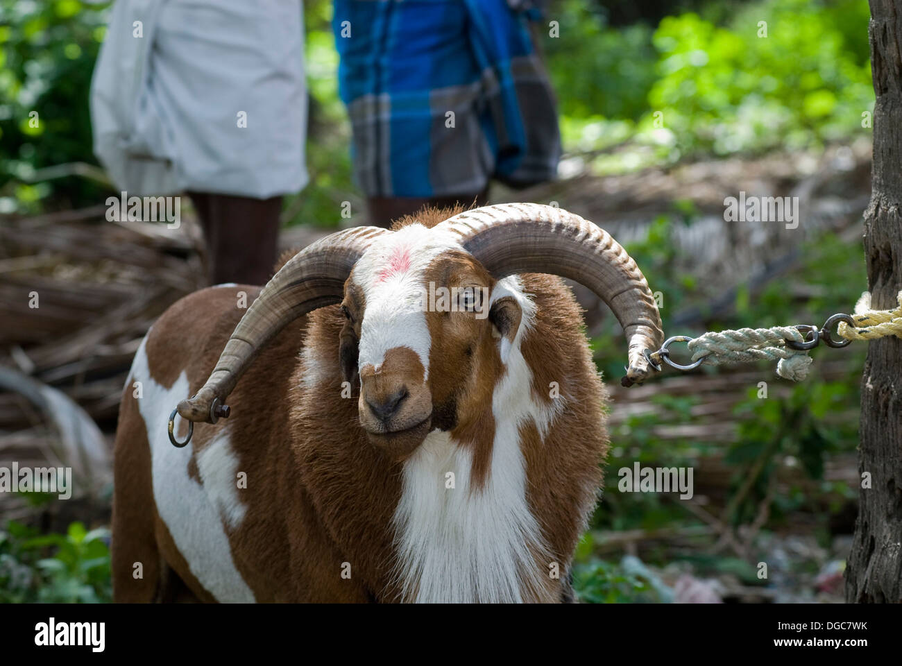 Two goats fighting hi-res stock photography and images - Alamy