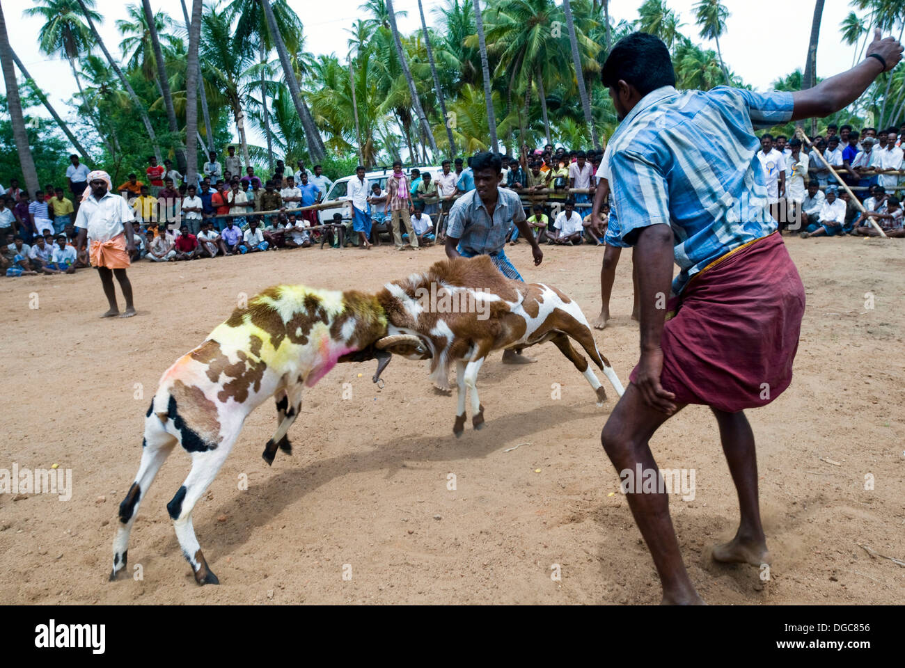 Fighting goat hi-res stock photography and images - Alamy