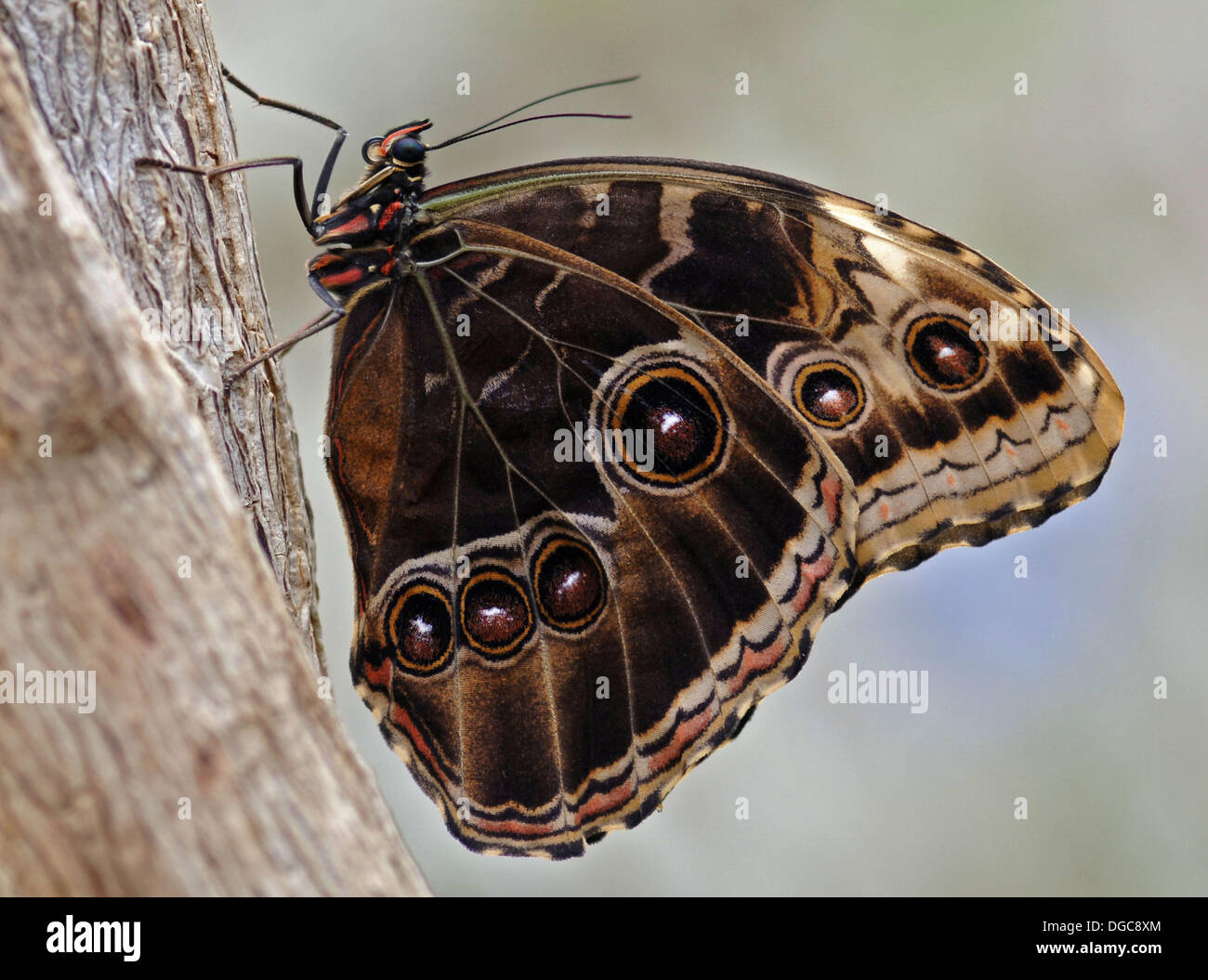 Morphidae High Resolution Stock Photography and Images - Alamy