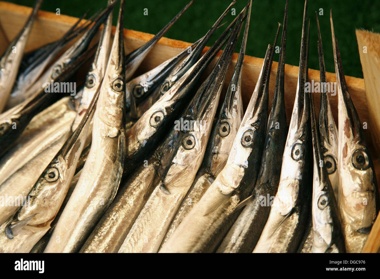 A box full of Garfish (Belone belone) in a fish-market in Istanbul ...