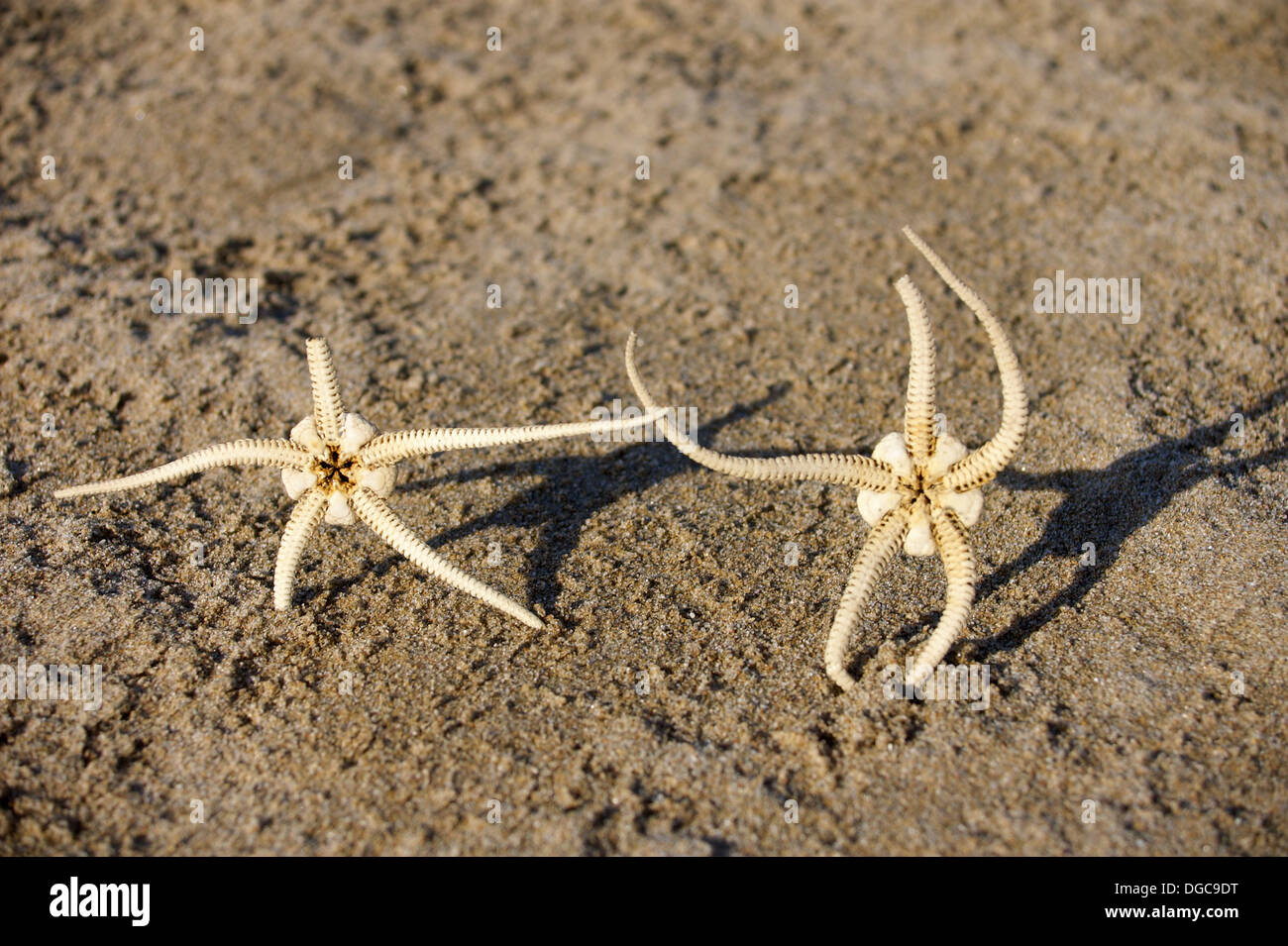 Dancing starfish hi-res stock photography and images - Alamy