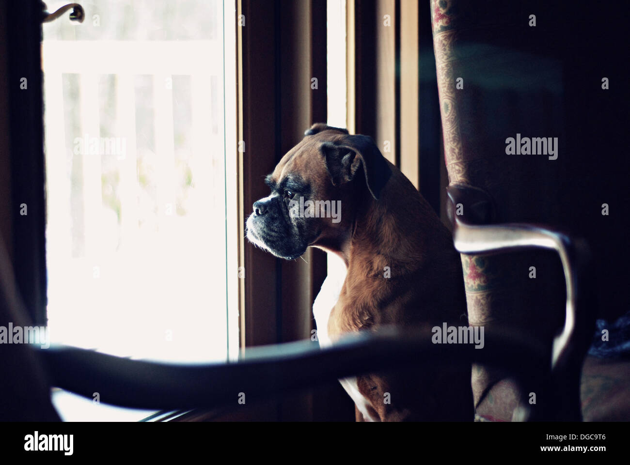 Boxer dog looking through window Stock Photo - Alamy