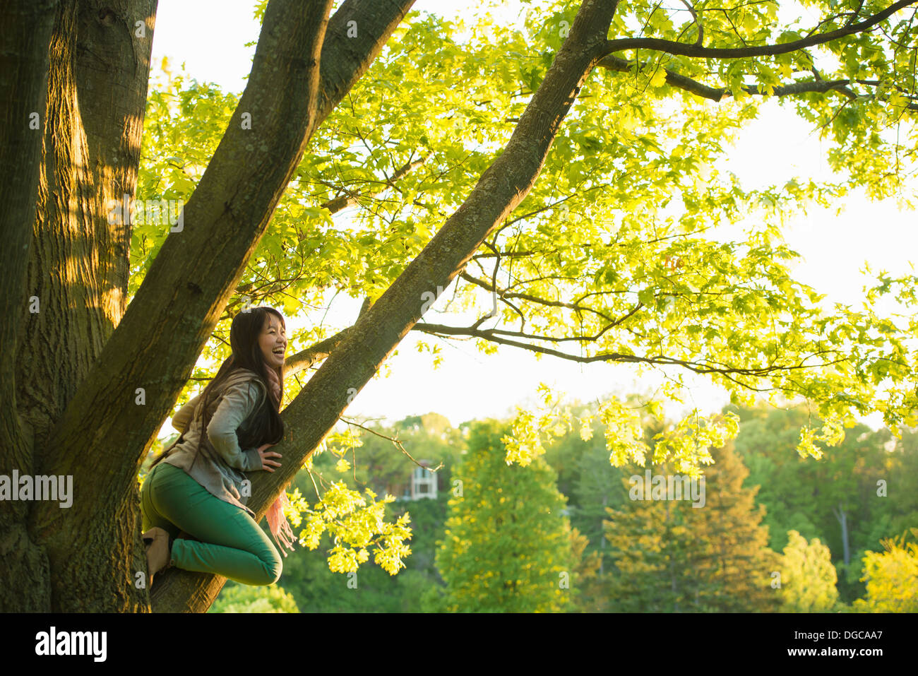 Stuck On Tree High Resolution Stock Photography and Images - Alamy